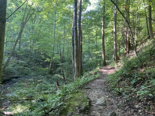 10 Best Hikes and Trails in Kanawha State Forest | AllTrails