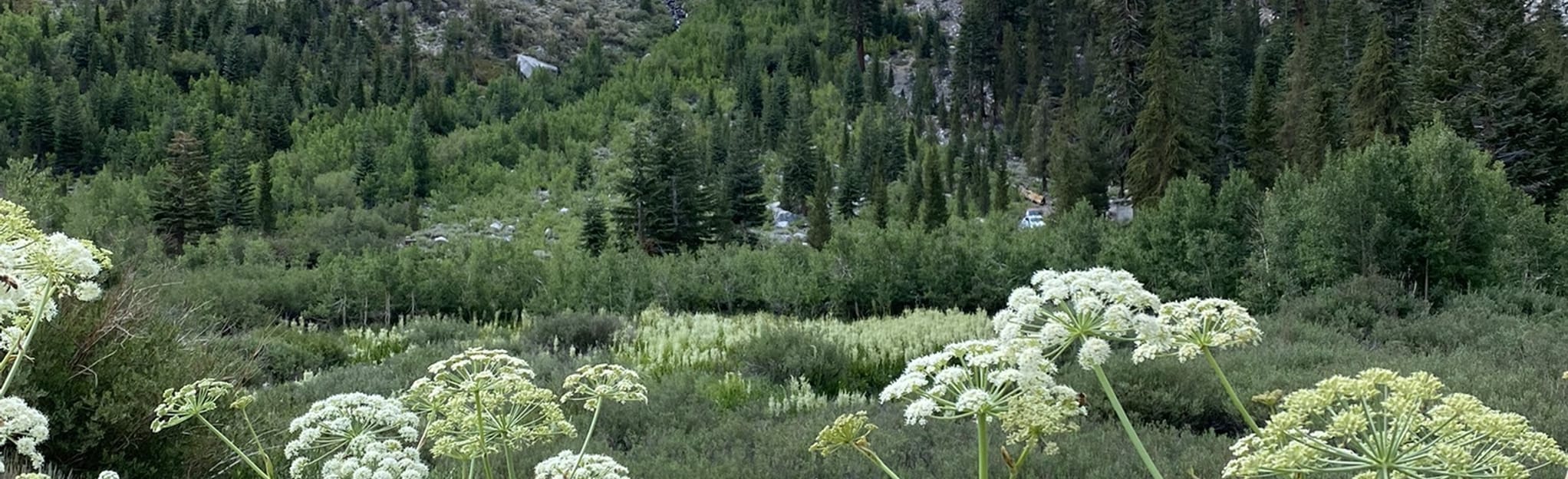 Onion Valley Road, California - 68 Reviews, Map | AllTrails