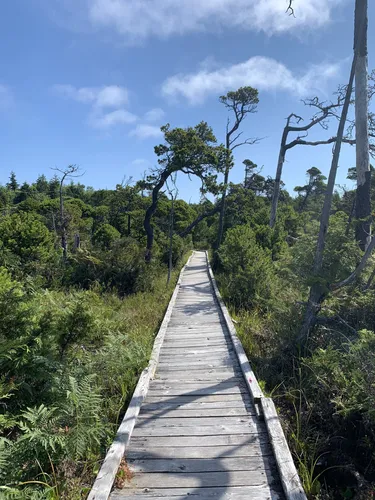 10 Best Walking Trails in Pacific Rim National Park Reserve | AllTrails