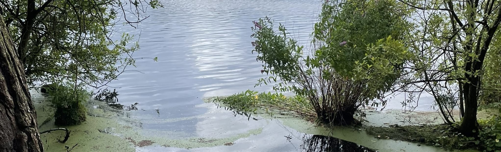 Doolittle Moss and Blakemere Moss Circular: 104 Reviews, Map - Cheshire ...