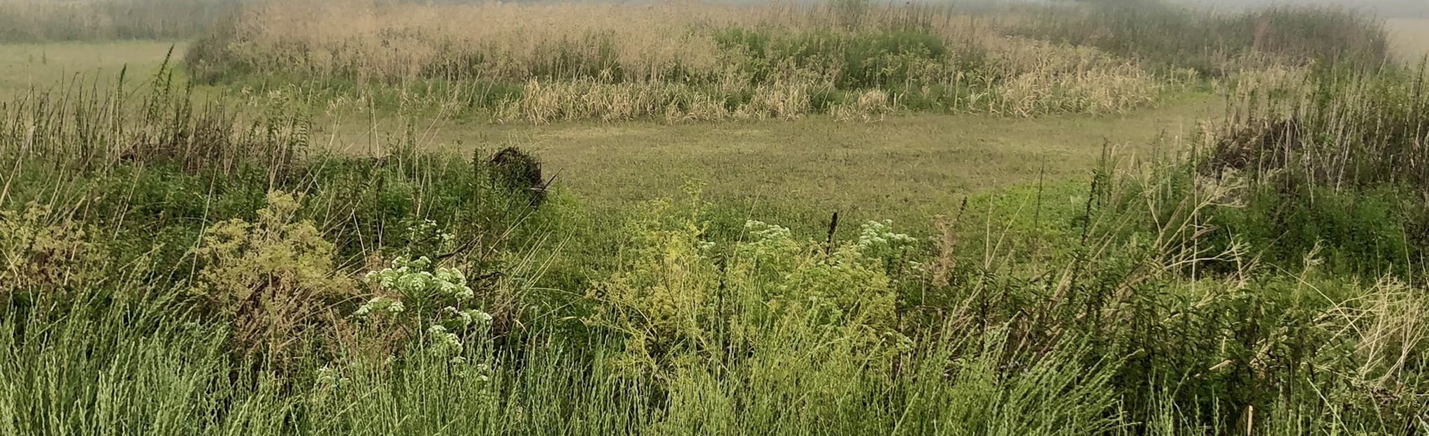 Discovery Marsh Trail: 24 Reviews, Map - California | AllTrails