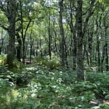 Wizards Way, North Carolina - 221 Reviews, Map | AllTrails