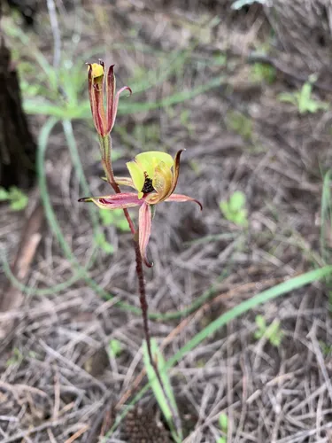 Best Hikes and Trails in Buntine Nature Reserve | AllTrails