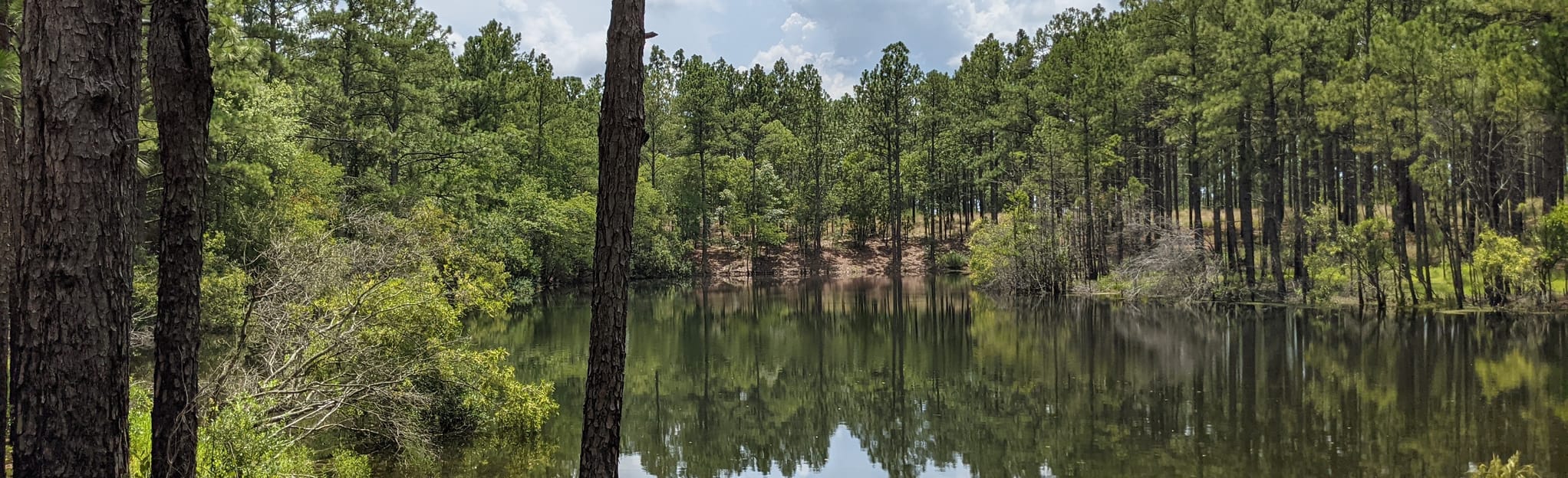 Longleaf Pine Trail, North Carolina - 119 Reviews, Map | AllTrails