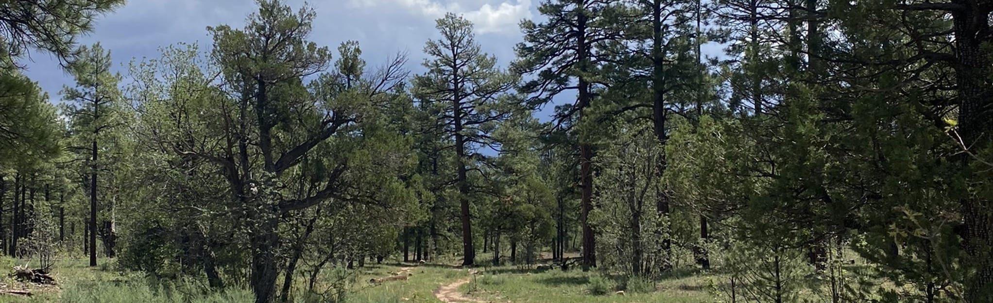 Pasture and Fence Line Trail, Arizona - 84 Reviews, Map | AllTrails