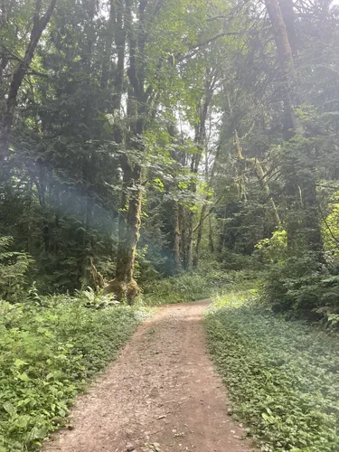 Best Hikes and Trails in Linnton Park | AllTrails