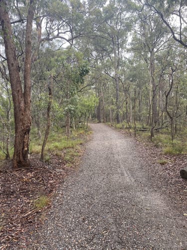 Best Hikes and Trails in Toohey Forest Park | AllTrails