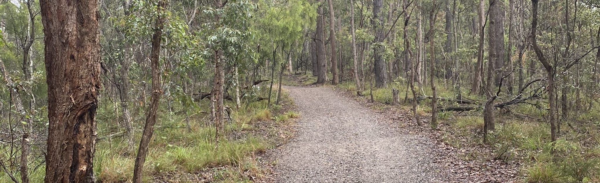 Toohey and Nathan Ridge Track : 466 Reviews, Map - Queensland ...