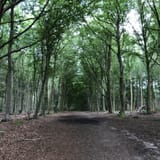 Bacton Woods Circular, Norfolk, England - 96 Reviews, Map | AllTrails