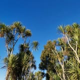 Kainui Lake Loop, Waikato, New Zealand - 99 Reviews, Map | AllTrails