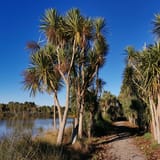 Kainui Lake Loop, Waikato, New Zealand - 99 Reviews, Map | AllTrails