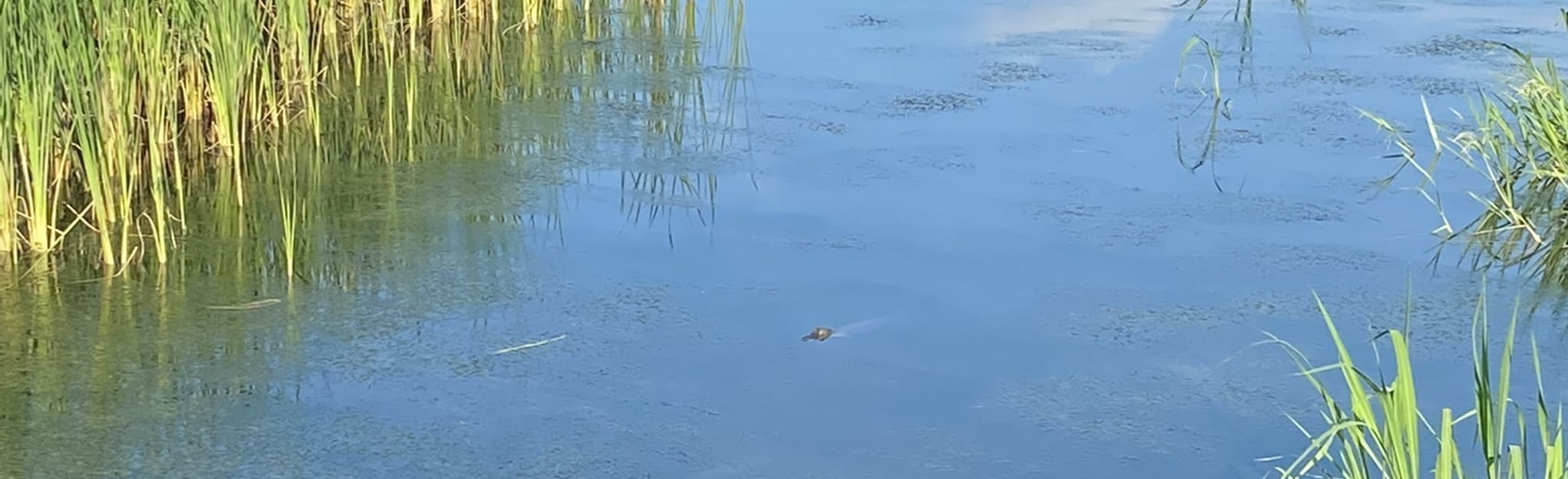 Meaher State Park: 40 Reviews, Map - Alabama | AllTrails