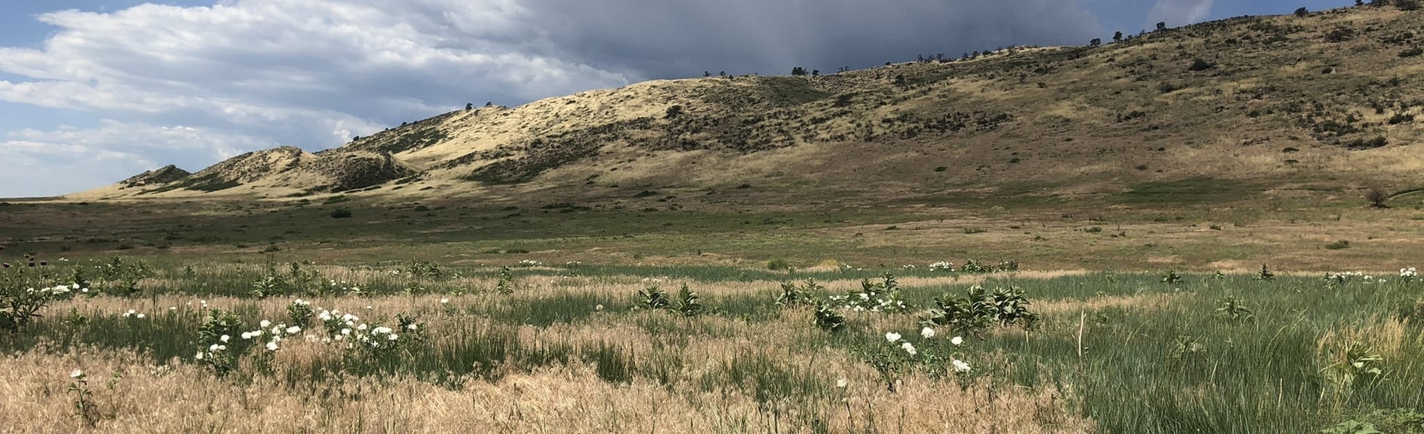Coyote Ridge Trail: 1426 Reviews, Map - Colorado | AllTrails