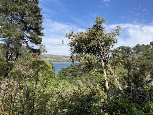 Best Hikes and Trails in Tomales Bay State Park | AllTrails
