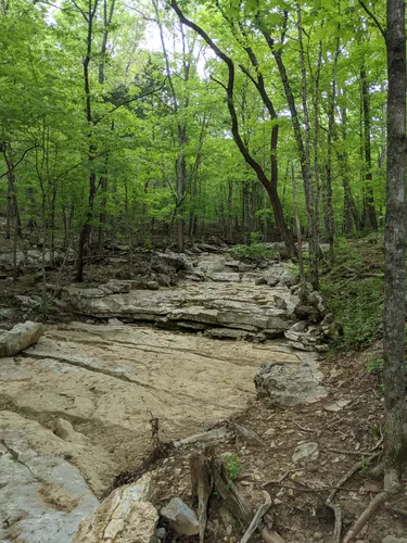 10 Best Hikes and Trails in Blevin's Gap Nature Preserve | AllTrails