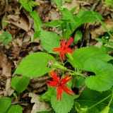 Jacks Knob Trail, Georgia - 135 Reviews, Map | AllTrails