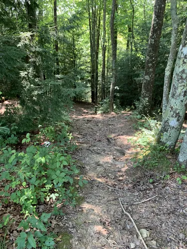 Best Waterfall Trails in Gray Hawk | AllTrails