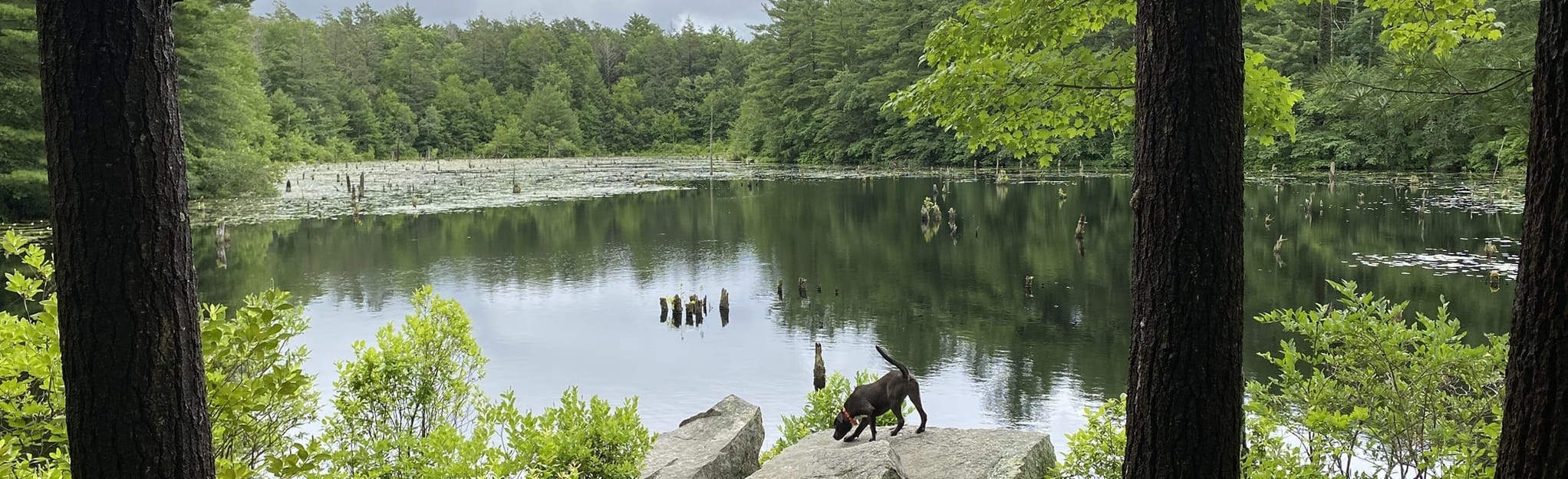 Morse Loop and Cedar Swamp, Massachusetts - 39 Reviews, Map | AllTrails