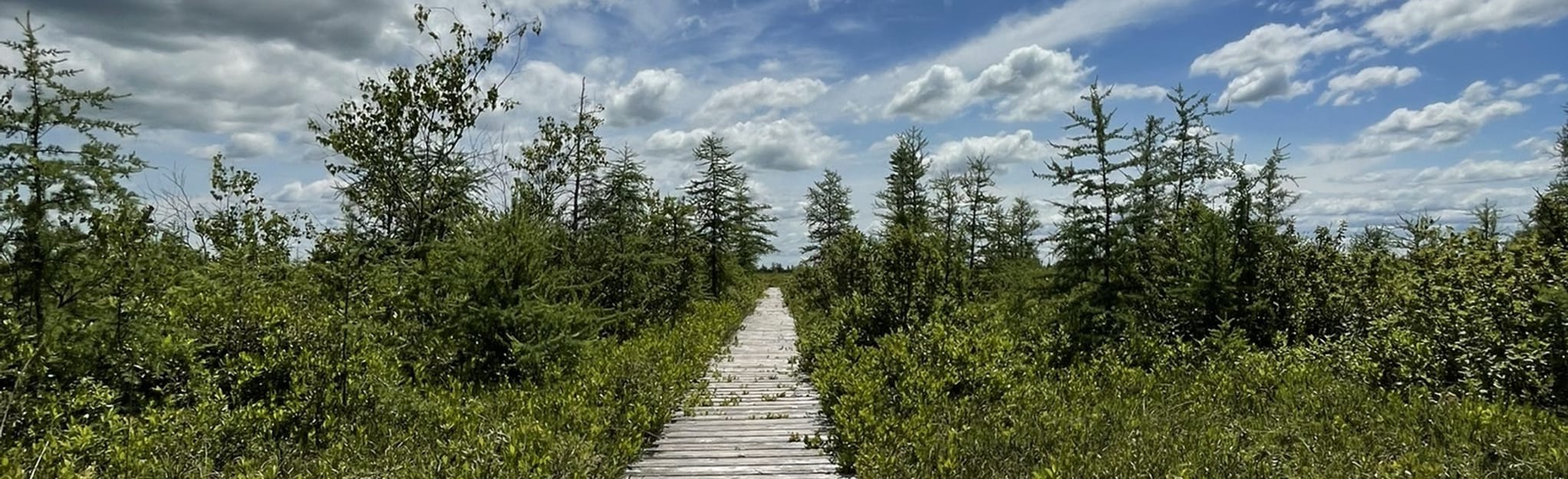 Alfred Bog: 11 Reviews, Map - Ontario, Canada | AllTrails