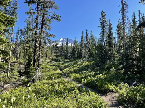 10 Best Mountain Biking Trails in Mount Hood National Forest | AllTrails