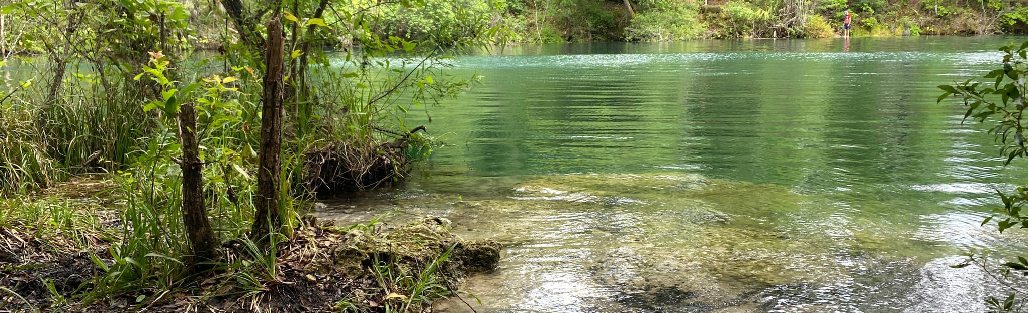 Cherokee Sink Trail: 77 foto's - Florida | Wandelen - AllTrails