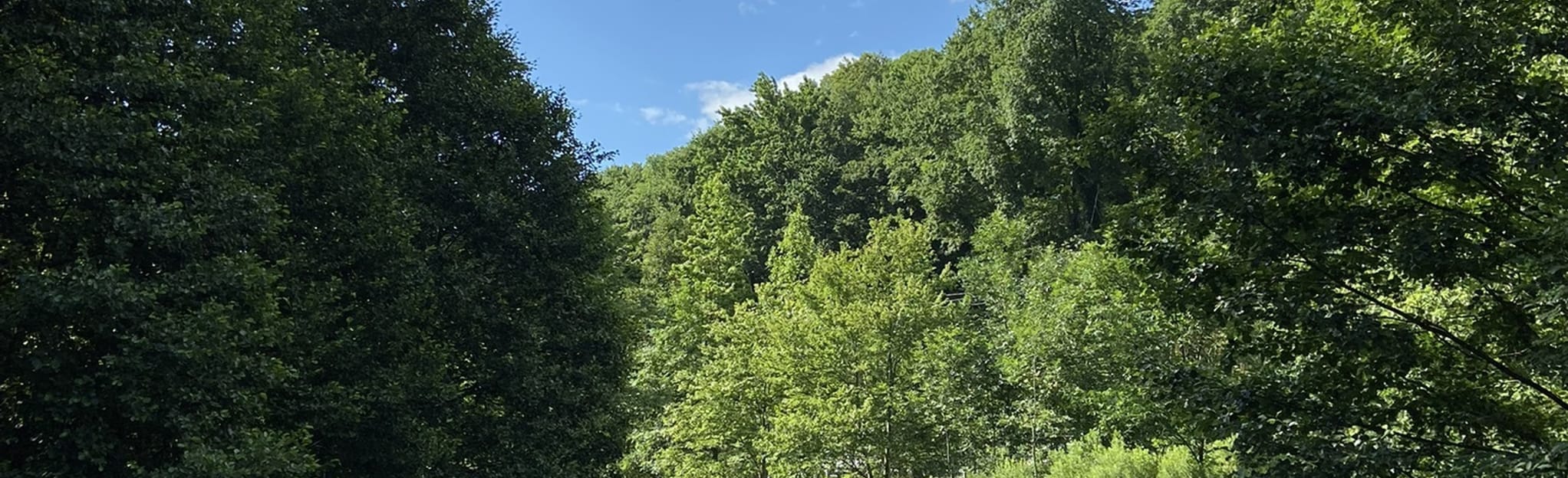 Staten Island Greenbelt White Trail: 167 Reviews, Map - New York ...