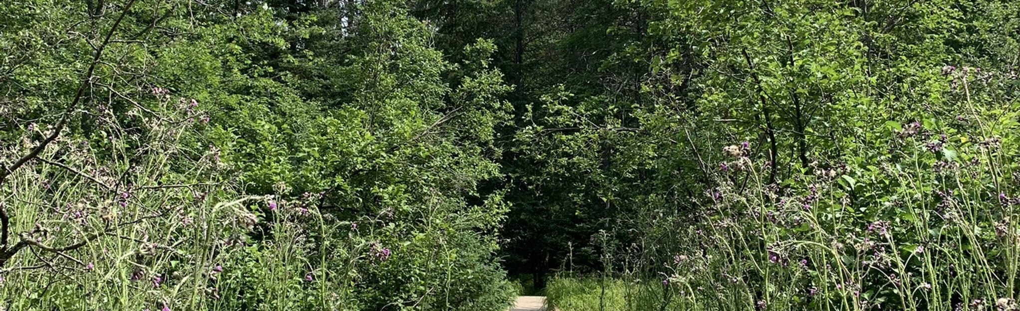 Trees for Tomorrow - Wisconsin | AllTrails