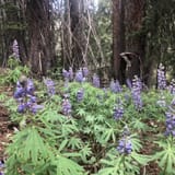 Skyline National Recreation Trail to Blue Lake, Utah - 60 Reviews, Map ...