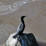 Galatea Point & Dights Falls Loop, Victoria, Australia - 205 Reviews ...