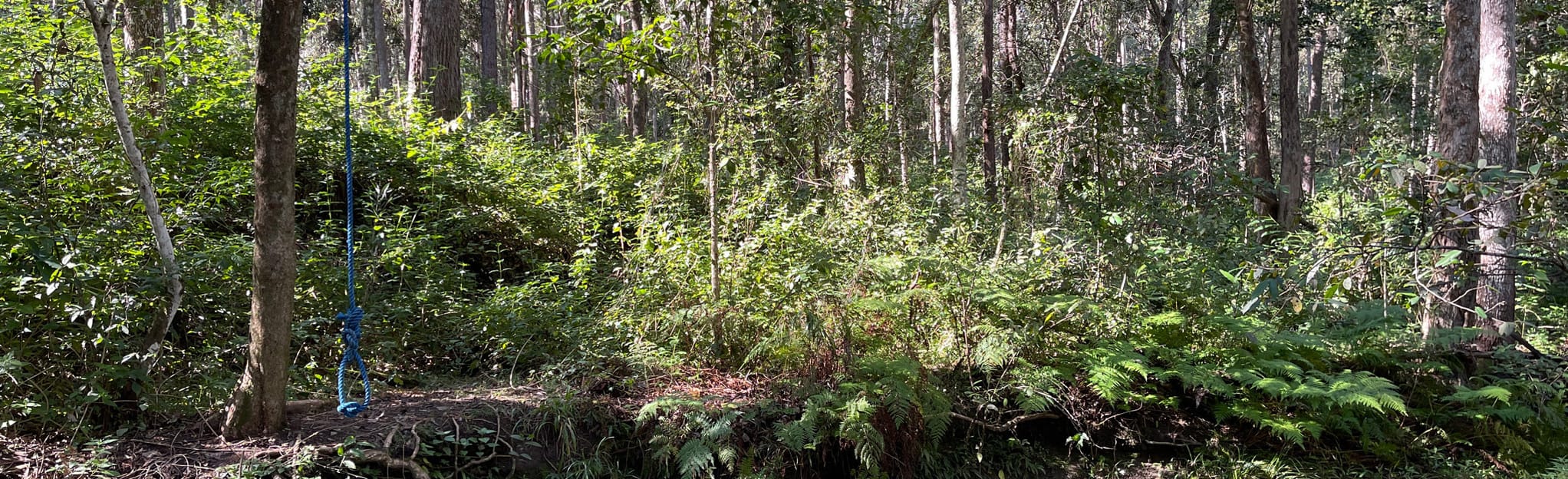 Cornubia Forest Circuit: 24 Reviews, Map - Queensland, Australia ...