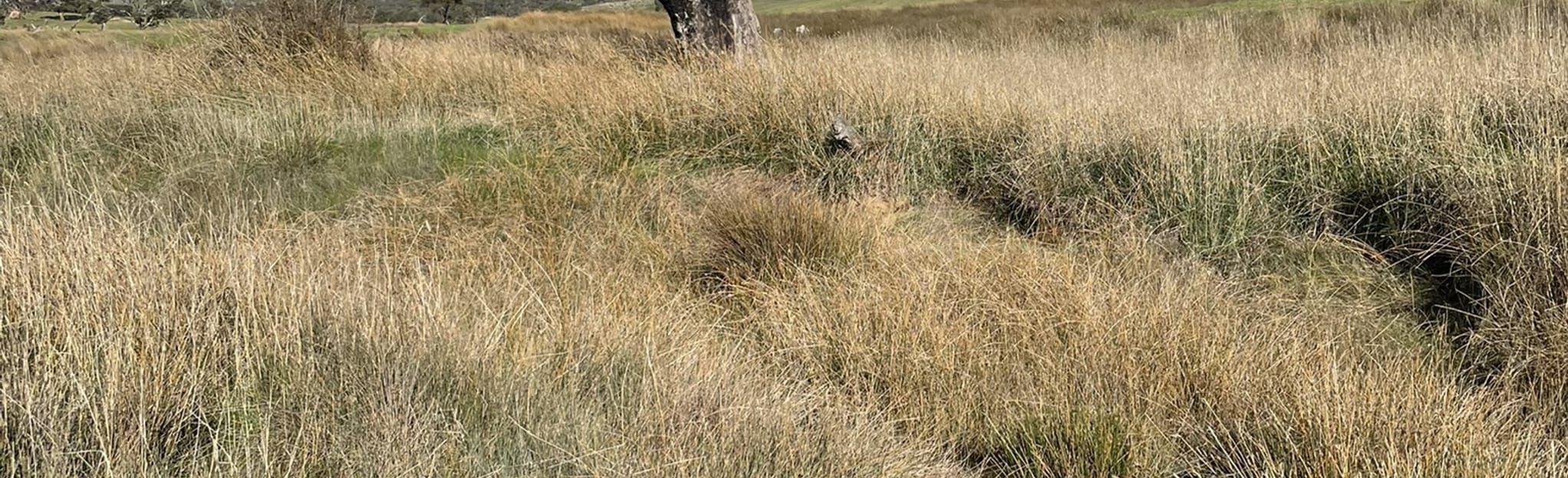 Mount Beevor Loop: 12 Reviews, Map - South Australia, Australia | AllTrails