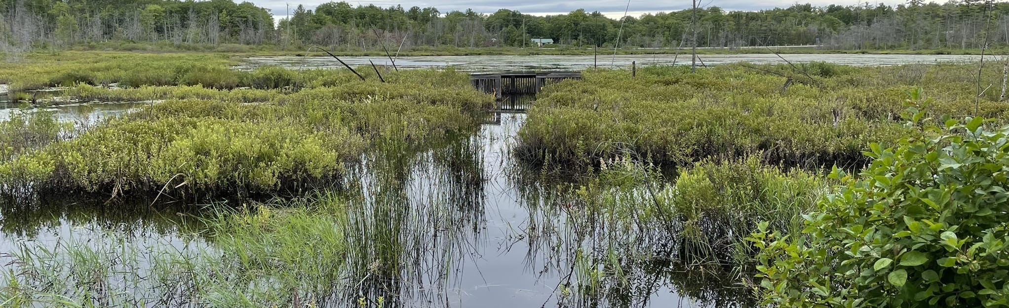 Little Lake Bog Trail: 5 Reviews, Map - Ontario, Canada | AllTrails
