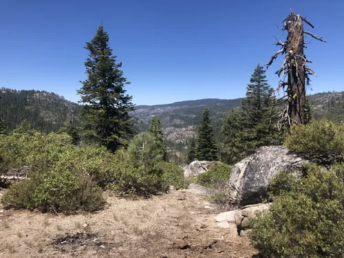 Best Forest Trails in Camp Connell | AllTrails