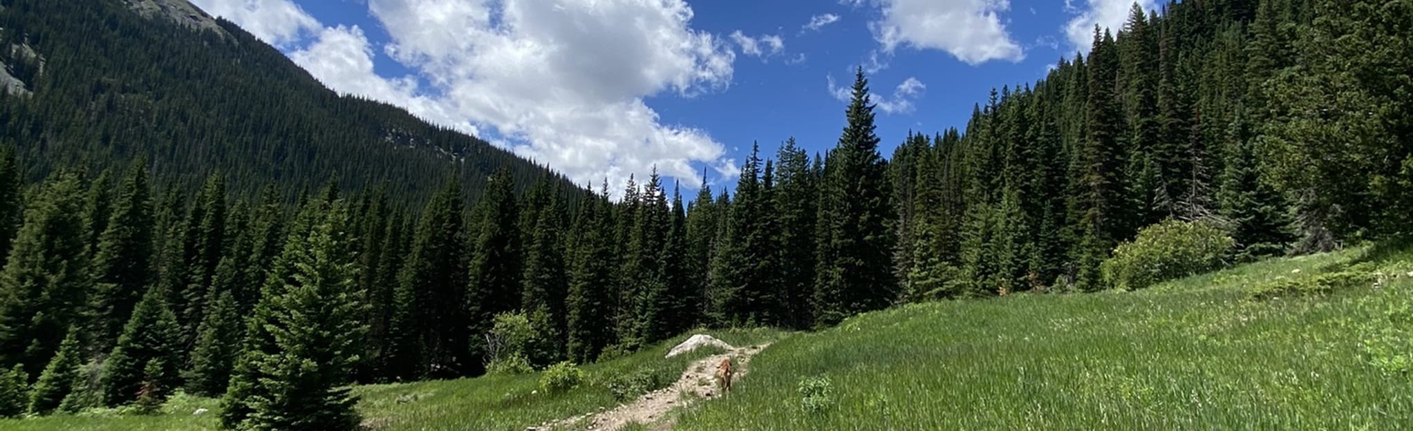Forest Lakes Trail: 677 Reviews, Map - Colorado | AllTrails