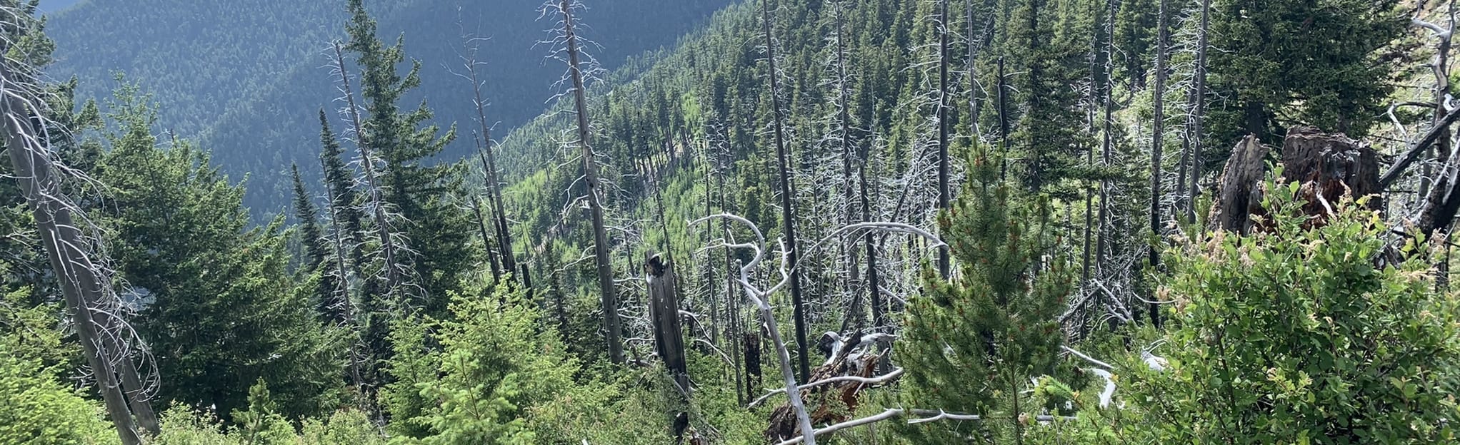 Three Forks Trail: 39 Reviews, Map - Washington | AllTrails