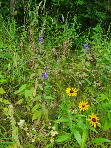 Best Hikes and Trails in Deer Ridge Conservation Area | AllTrails