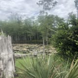 Grassy Waters Preserve: Owahee Trail, Florida - 133 Reviews, Map ...