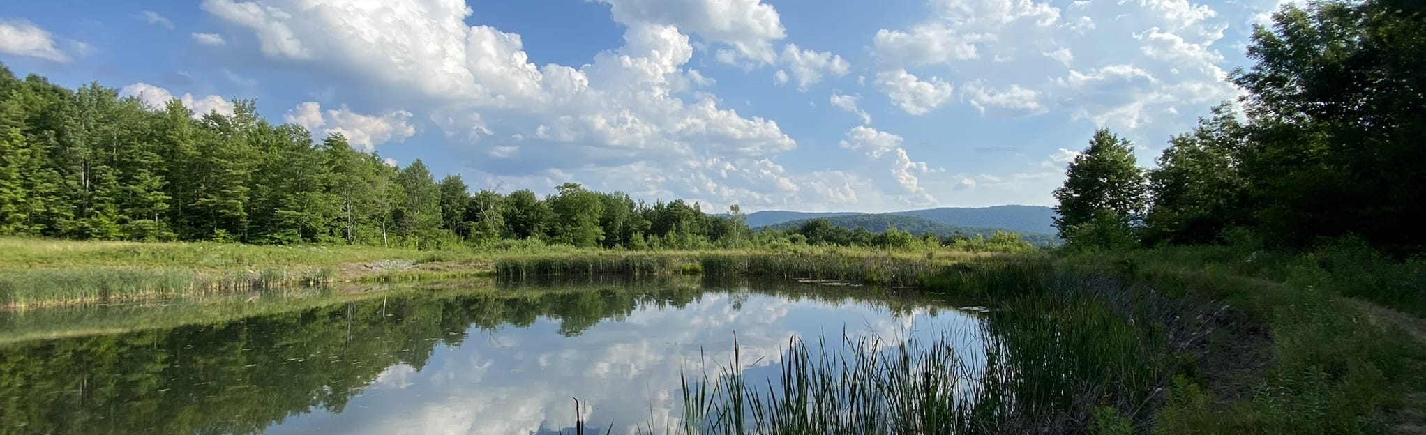 Shavertown Trail, New York - 275 Reviews, Map | AllTrails