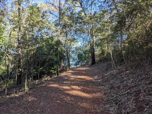 10 Best Mountain Biking Trails in Mt Coot-tha Reserve | AllTrails