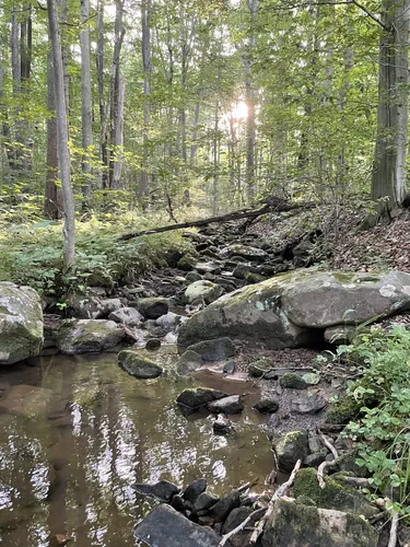 Best Moderate Trails in Forbes State Forest | AllTrails