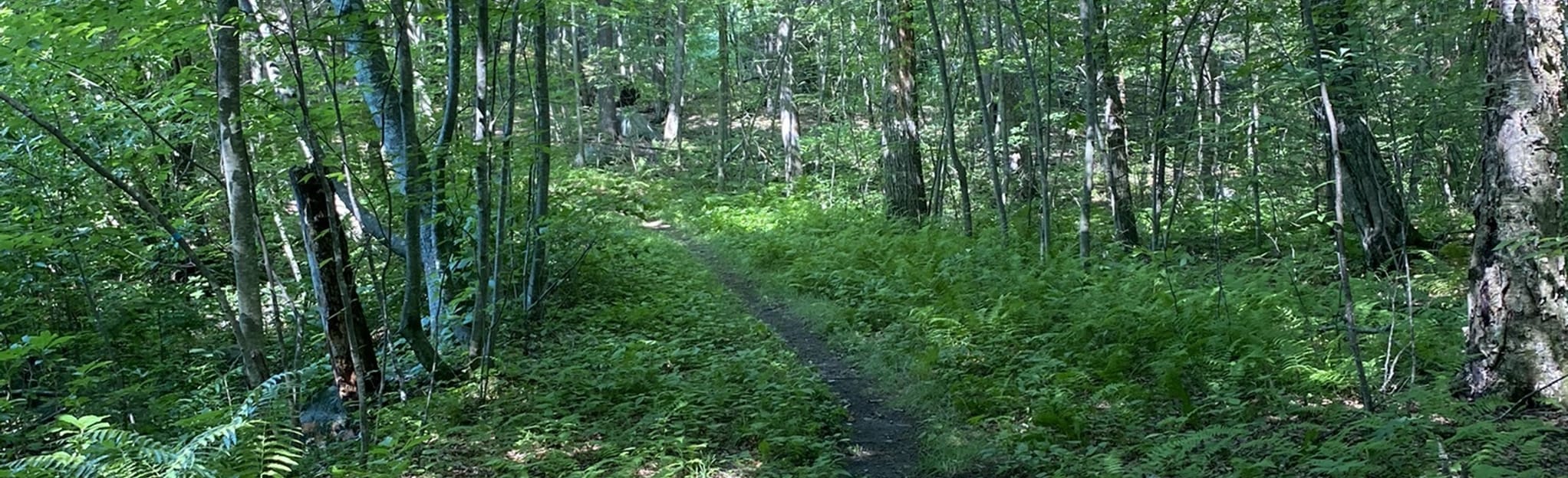 Wayside Forest Loop, Massachusetts - 16 Reviews, Map | AllTrails
