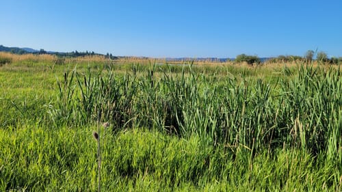 Best Hikes and Trails in Fern Ridge Wildlife Area | AllTrails