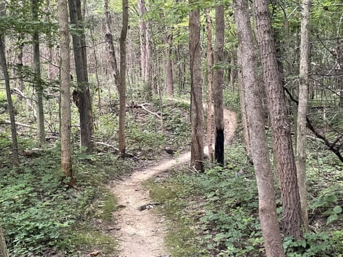2023 Best Moderate Trails in Kickapoo State Park | AllTrails