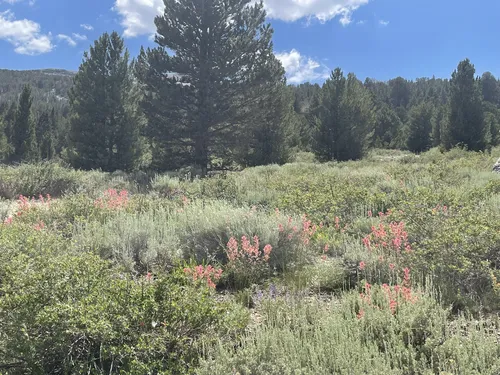 2023 Best Off-road Driving Trails in Humboldt-Toiyabe National Forest ...