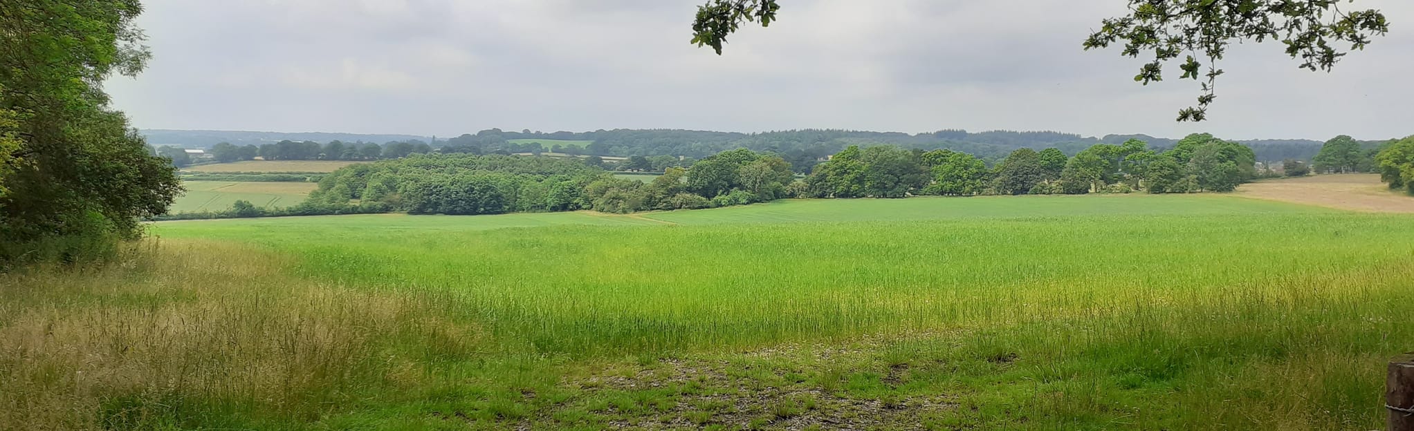 Greathouse Woods, River Pang and Berkshire Circular: 98 Reviews, Map ...