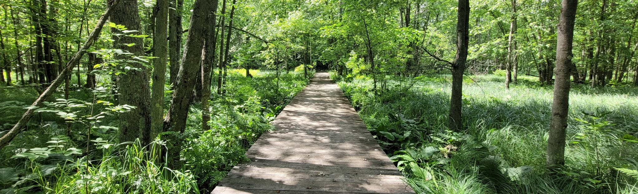 Woodland Trail to Timberland Lake | Map, Guide - Michigan | AllTrails