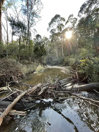 10 Best Hikes and Trails in Creswick State Forest | AllTrails