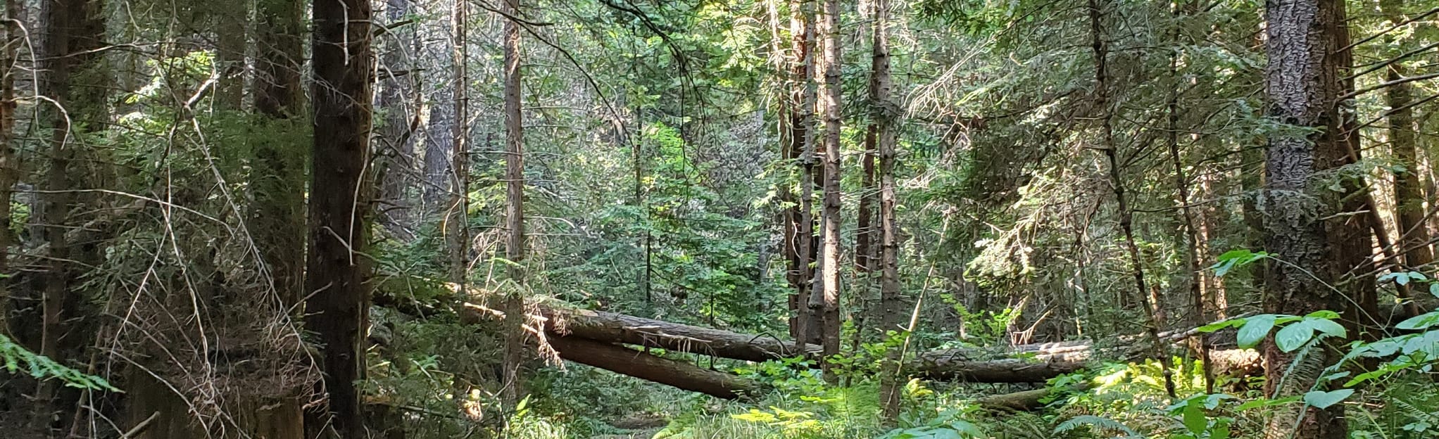 Navarro Fire Road [PRIVATE PROPERTY] | Map, Guide - California | AllTrails