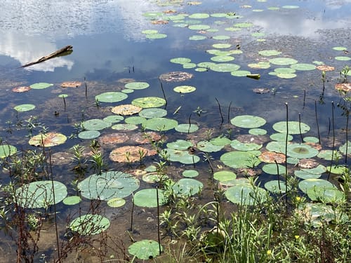 Best Hikes and Trails in Murphy Hill Wildlife Management Area | AllTrails