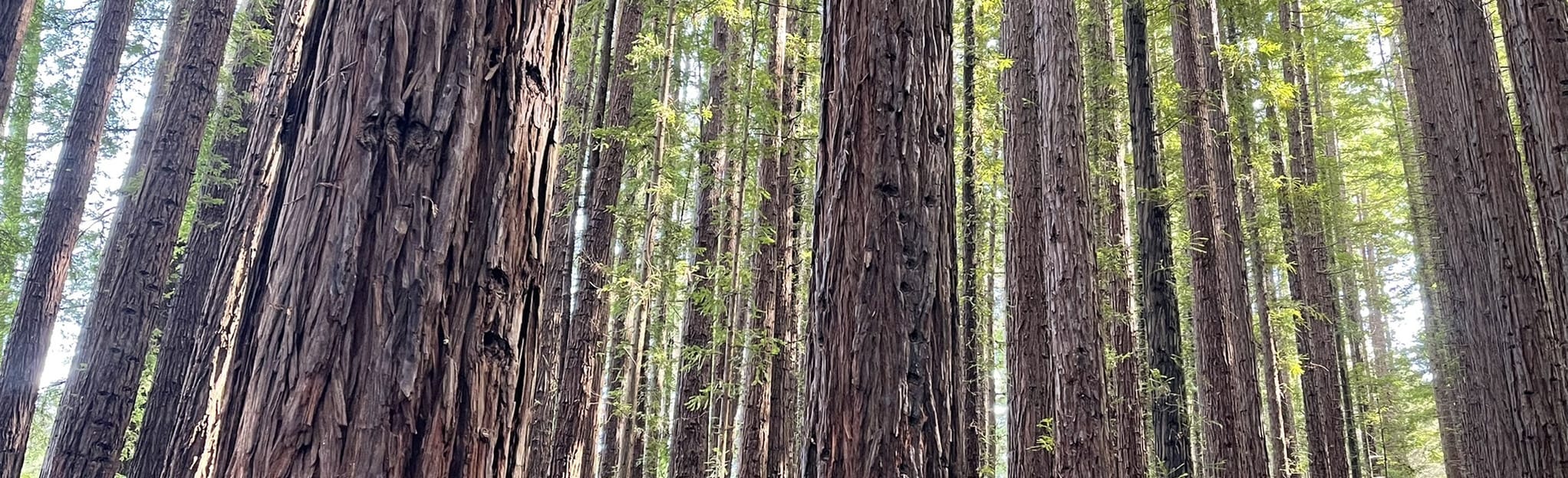 Redwood Forest, Victoria, Australia - 117 Reviews, Map | AllTrails